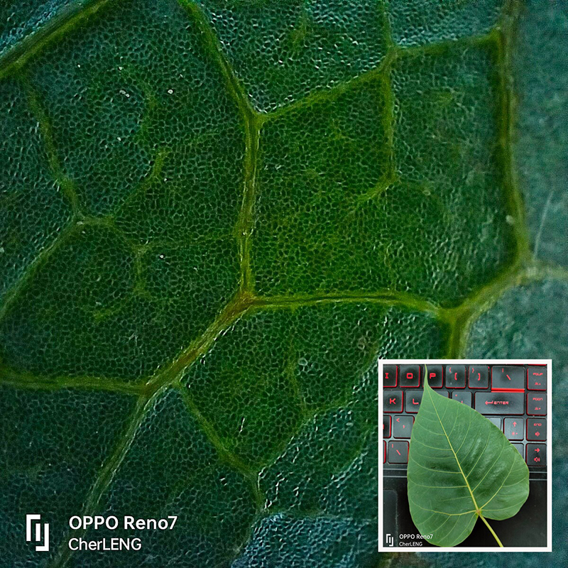 OPPO Reno7 ក្រៅពី «អ្នកជំនាញ Portrait» ហើយក៏នូវមានកាមេរ៉ា Microscope ...